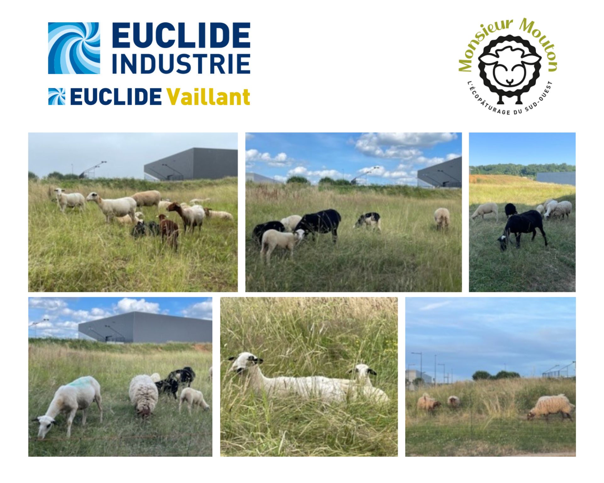 EUCLIDE Vaillant à Brive se met à l'écopâturage - Euclide industrie